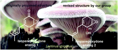 Total synthesis and structural revision of an isopanepoxydone analog ...