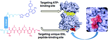 Converting a weaker ATP-binding site inhibitor into a potent hetero ...