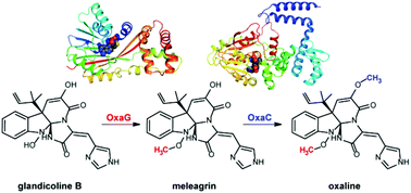 Unveiling sequential late-stage methyltransferase reactions in the ...