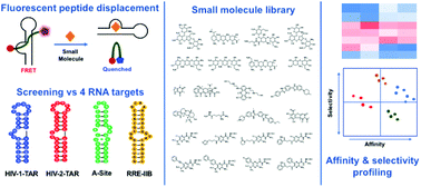 Fluorescent peptide displacement as a general assay for screening small ...