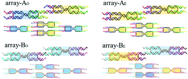 DNA dumbbell tiles with uneven widths for 2D arrays - Organic ...