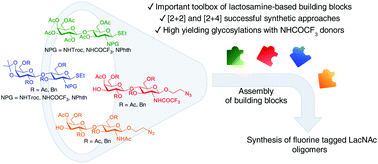 Synthesis of lactosamine-based building blocks on a practical scale and ...