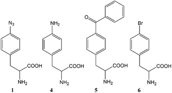 New perspectives on aryl azide noncanonical amino acid use in yeast ...