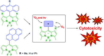 In vitro cytotoxicity of a library of BODIPY-anthracene and -pyrene ...