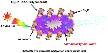 A mechanism study on the photocatalytic inactivation of Salmonella ...