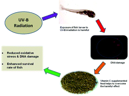 Dietary supplementation of vitamin C: an effective measure for ...