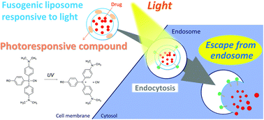 Endosomal escape by photo-activated fusion of liposomes containing a ...