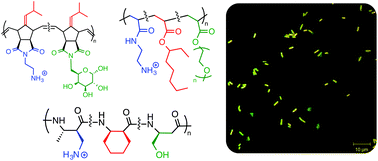 Biomimetic antimicrobial polymers: recent advances in molecular design ...