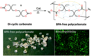 Sustainable synthesis and characterization of a bisphenol A-free ...