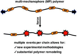 Empowering mechanochemistry with multi-mechanophore polymer ...