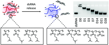 Cationic and hydrolysable branched polymers by RAFT for complexation ...