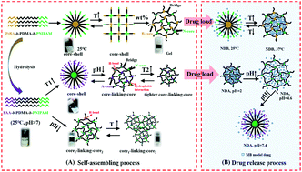 A thermo-/pH-responsive hydrogel (PNIPAM-PDMA-PAA) with diverse ...