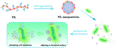 Antibacterial activities of N-alkyl imidazolium-based poly(ionic liquid) nanoparticles - Polymer ...