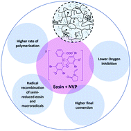 On the role of N-vinylpyrrolidone in the aqueous radical-initiated copolymerization with PEGDA ...