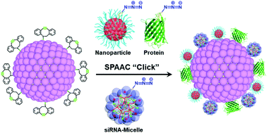 Rapid conjugation of nanoparticles, proteins and siRNAs to microbubbles ...
