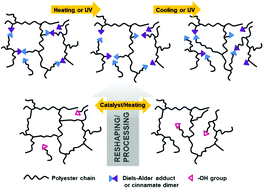Reversible networks of degradable polyesters containing weak covalent ...