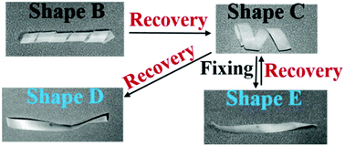 The design of triple shape memory polymers with stable yet tunable ...