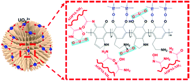 The efficient immobilization of uranium(vi) by modified dendritic ...
