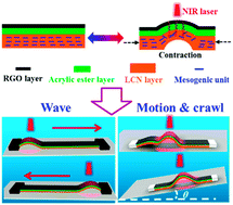 Near-infrared light-driven locomotion of a liquid crystal polymer ...
