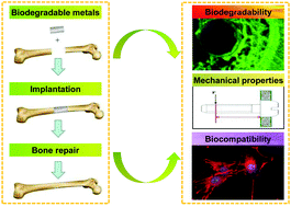 Biodegradable metallic bone implants - Materials Chemistry Frontiers ...