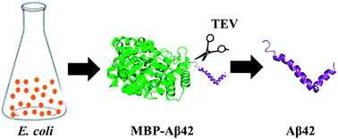 Highly efficient soluble expression, purification and characterization ...