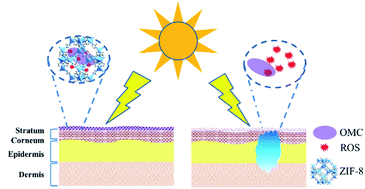 Microencapsulated sunblock nanoparticles based on zeolitic imidazole ...