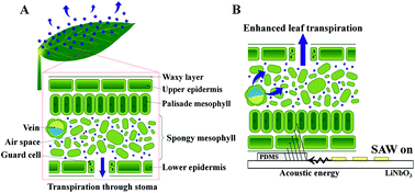 Enhancement of plant leaf transpiration with effective use of surface ...