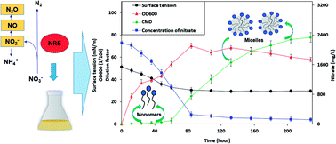 Isolation of nitrate-reducing bacteria from an offshore reservoir and ...