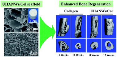 Hydroxyapatite nanowire/collagen elastic porous nanocomposite and its ...