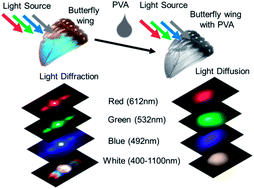 Morpho butterfly-inspired optical diffraction, diffusion, and bio ...