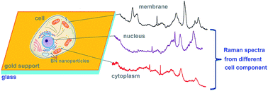 2D-BN nanoparticles as a spectroscopic marker and drug delivery system ...