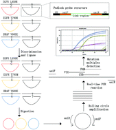 Multiplex real-time PCR assay combined with rolling circle amplification (MPRP) using universal ...