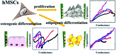 Label-free and real-time monitoring of human mesenchymal stem cell ...