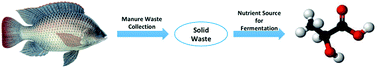 Nutrient value of fish manure waste on lactic acid fermentation by ...