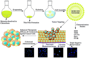 Formulation, characterization and evaluation of morusin loaded niosomes ...