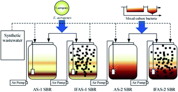 Respirometric activities of unacclimatized Enterobacter aerogenes and mixed culture bacteria in ...