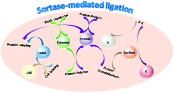 Broadening the scope of sortagging - RSC Advances (RSC Publishing)