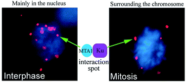 NuRD subunit MTA1 interacts with the DNA non-homologous end joining Ku ...
