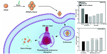 Polydopamine-based nanoparticles with excellent biocompatibility for ...