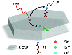 Enhanced upconversion fluorescent probe of single NaYF4:Yb3+/Er3+/Zn2 ...