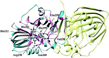 Studies on structure-function relationships of acetolactate ...