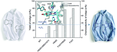 Green and efficient biosynthesis of indigo from indole by engineered ...