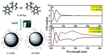 Investigation on the chirality mechanism of chiral carbon quantum dots ...
