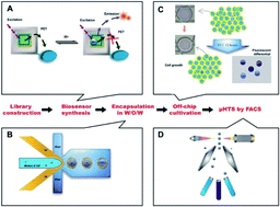 High-throughput screening of high lactic acid-producing Bacillus ...