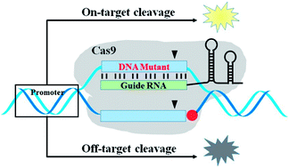 Target DNA mutagenesis-based fluorescence assessment of off-target ...