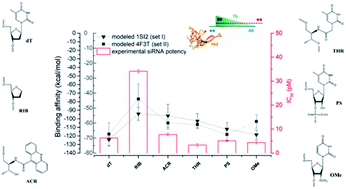 Exploring PAZ/3′-overhang interaction to improve siRNA specificity. A ...