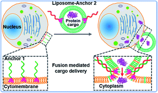 Guiding protein delivery into live cells using DNA-programmed membrane ...