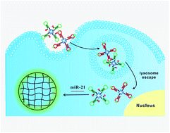Protein scaffolded DNA tetrads enable efficient delivery and ...