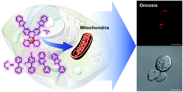 Oncosis-inducing cyclometalated iridium(iii) complexes - Chemical ...