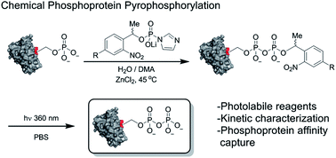 Pyrophosphorylation via selective phosphoprotein derivatization ...